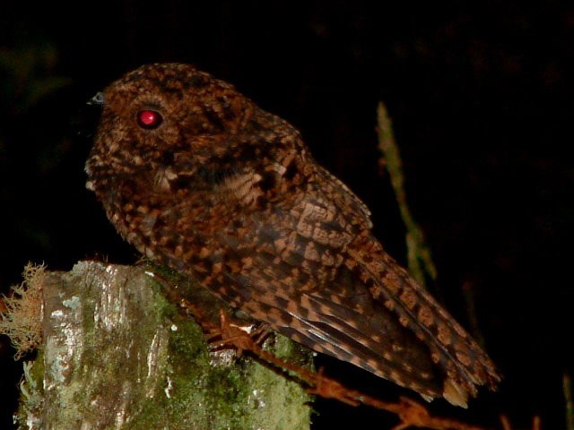 Details : Dusky Nightjar - BirdGuides