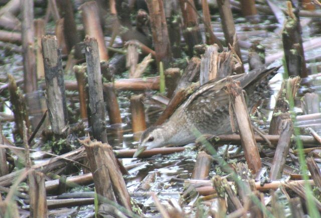 Details : Little Crake - BirdGuides