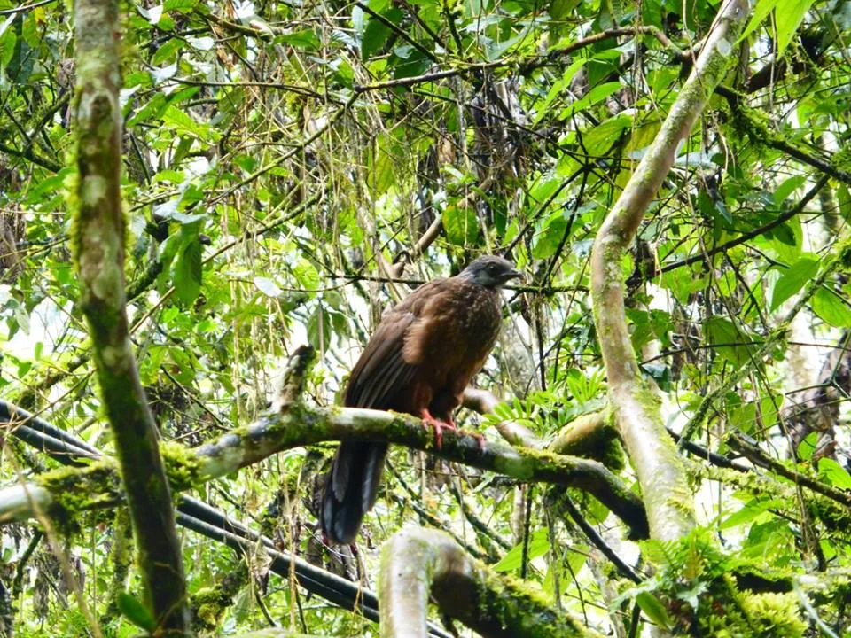Details : Andean Guan - BirdGuides