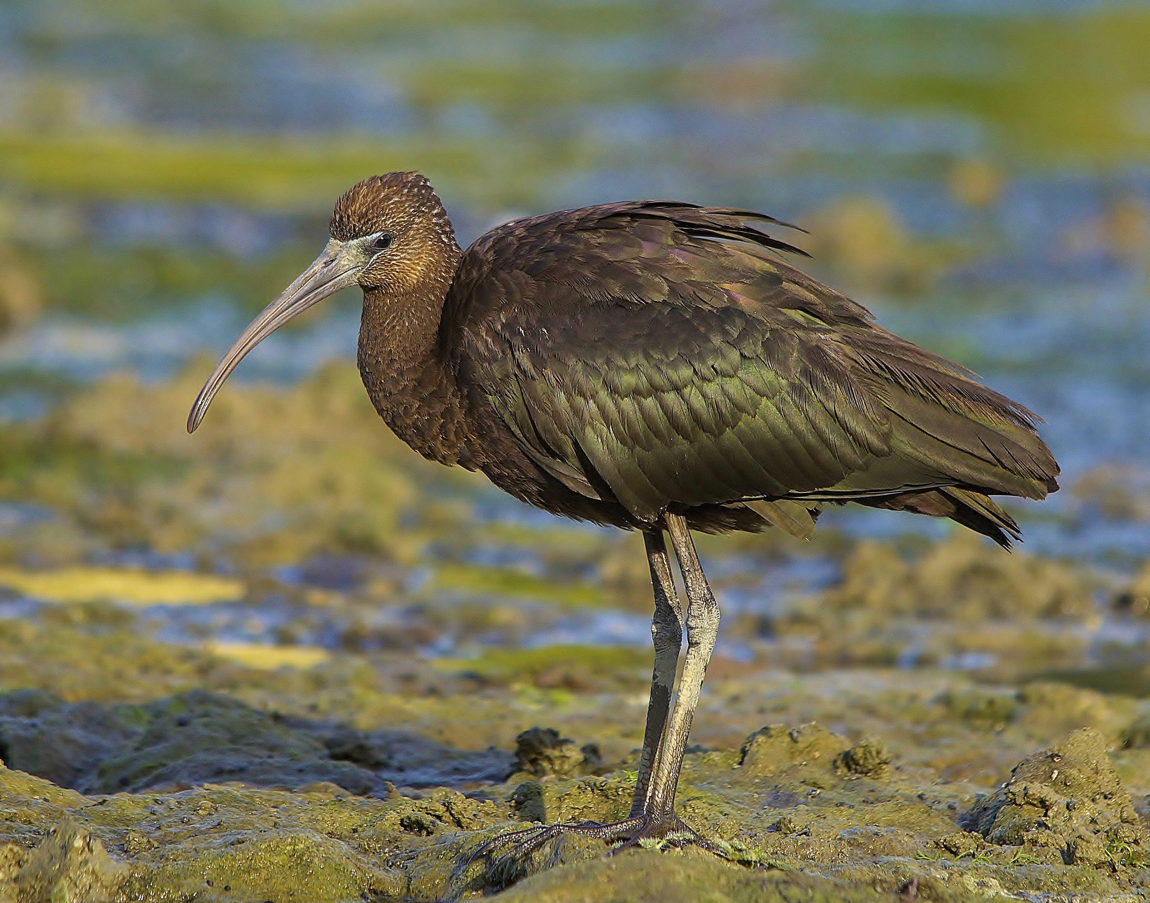 Details : Glossy Ibis - BirdGuides
