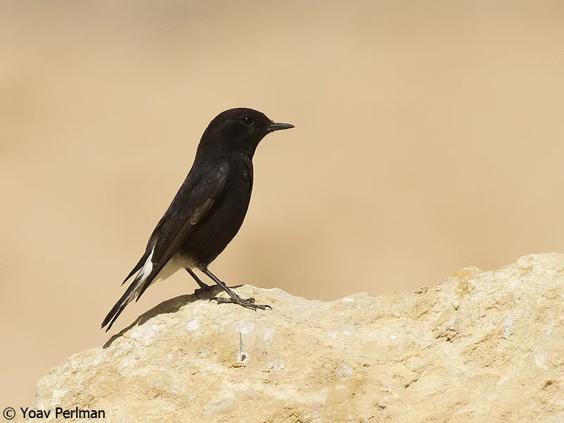 Details : Basalt Wheatear - BirdGuides