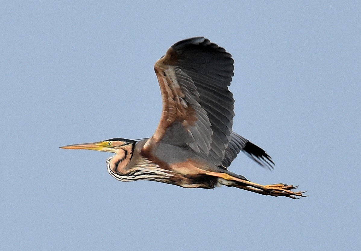 Details : Purple Heron - BirdGuides