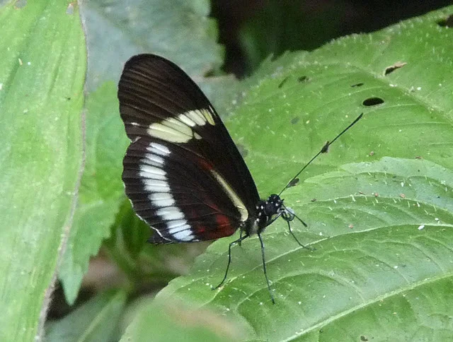 Details : Hewitson's Longwing - BirdGuides