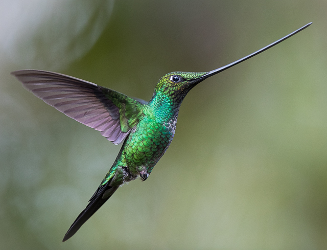 Details : Sword-billed Hummingbird - BirdGuides