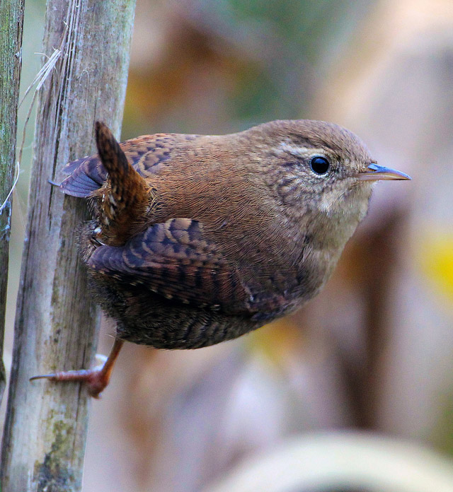 Details : Eurasian Wren - BirdGuides