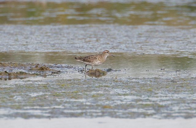 Details : Sharp-tailed Sandpiper - BirdGuides