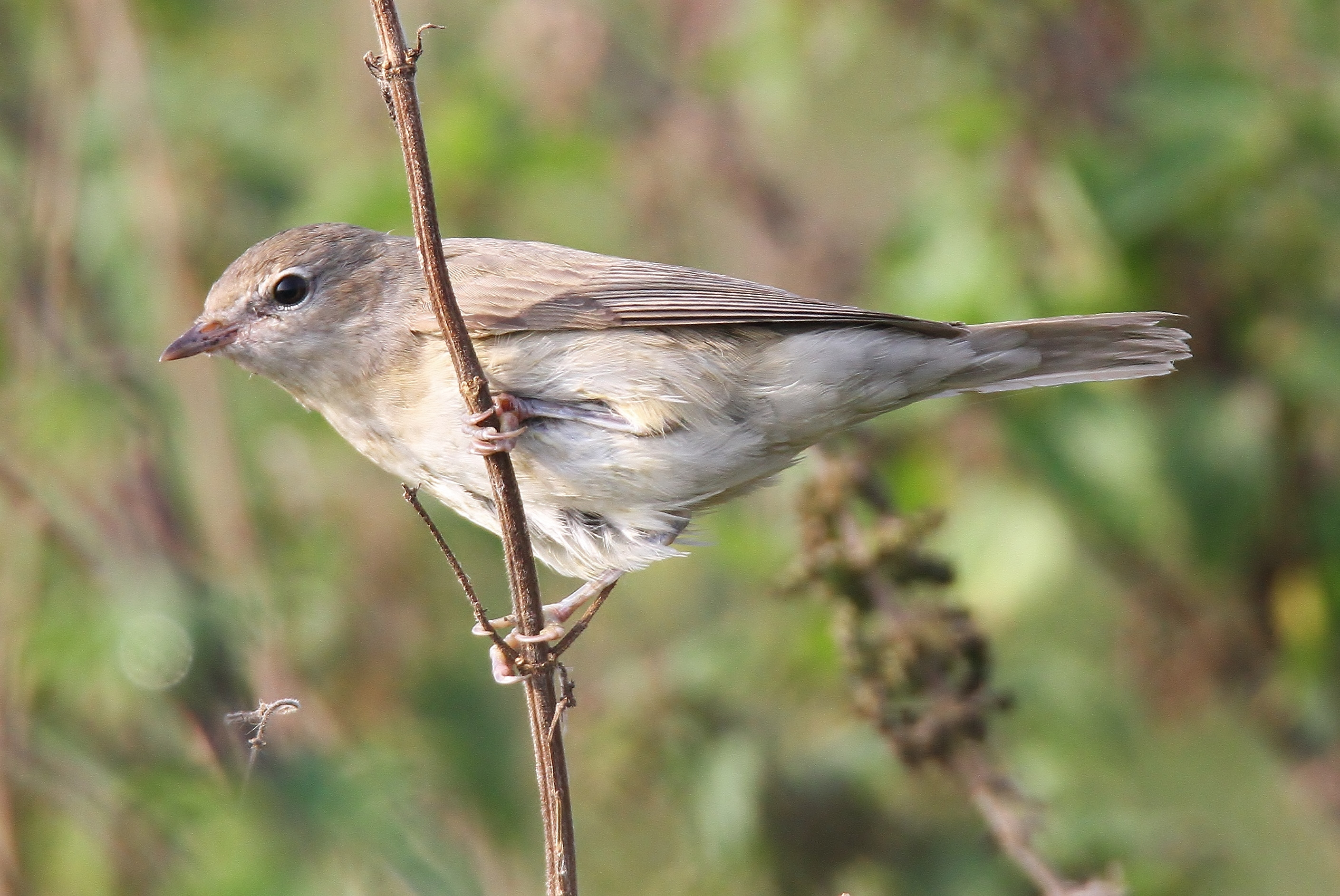 Details : Garden Warbler - BirdGuides