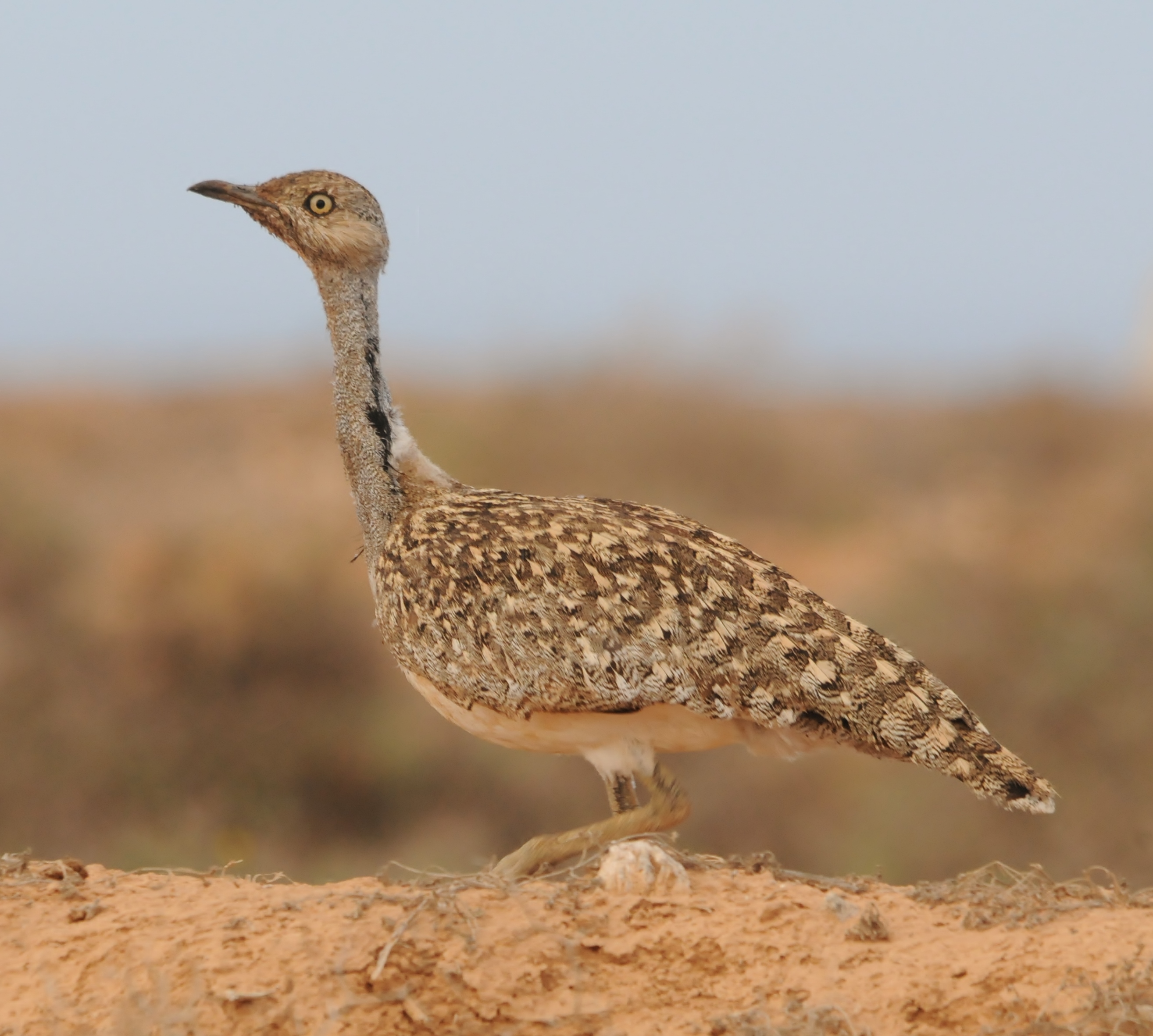 Details : Houbara Bustard - BirdGuides
