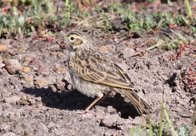 Details : Australian Pipit - BirdGuides