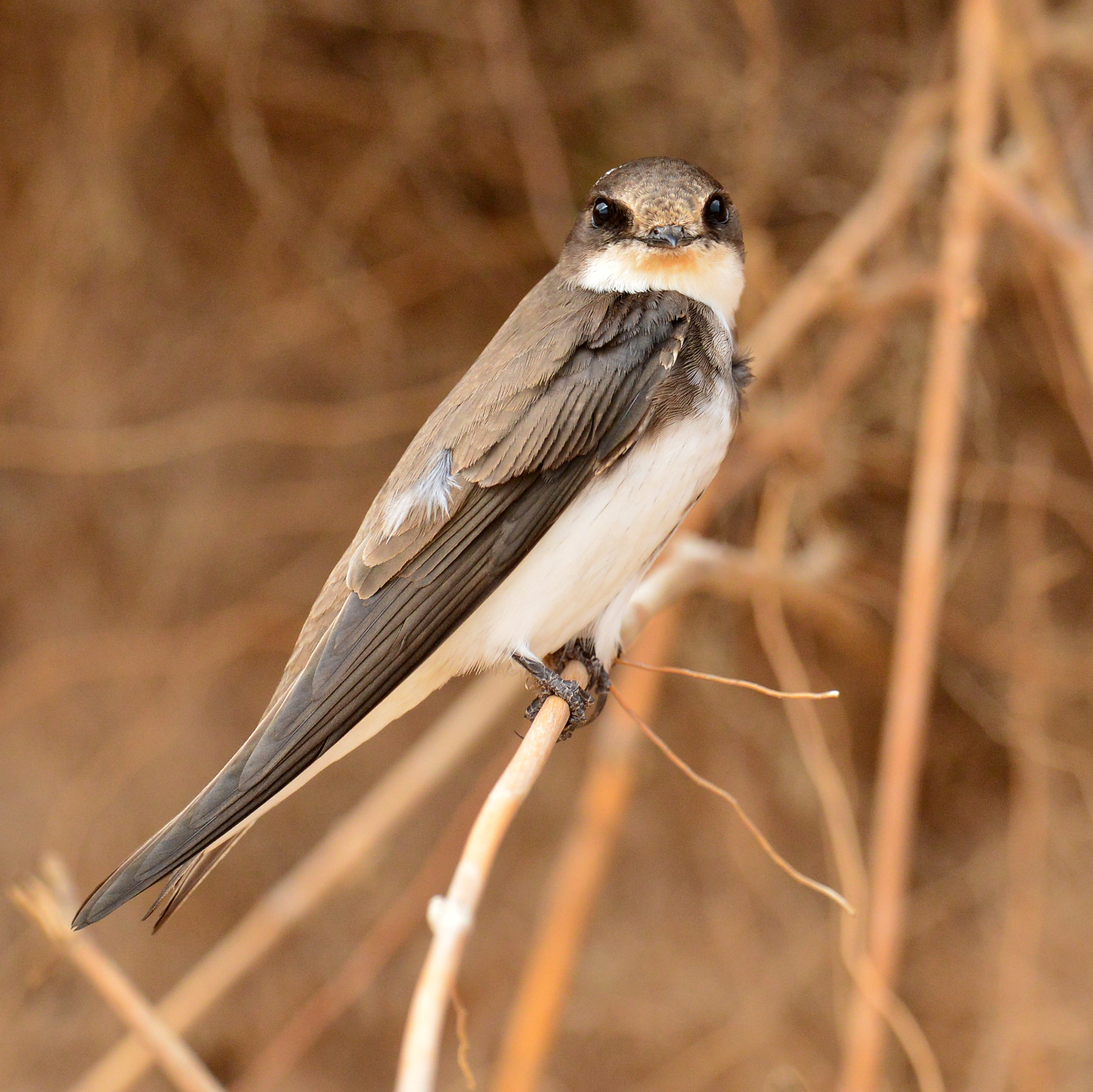 Sand Martin by Stewart Woolley - BirdGuides