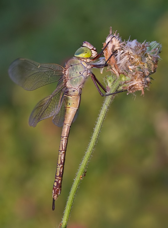 Details : Lesser Emperor - BirdGuides