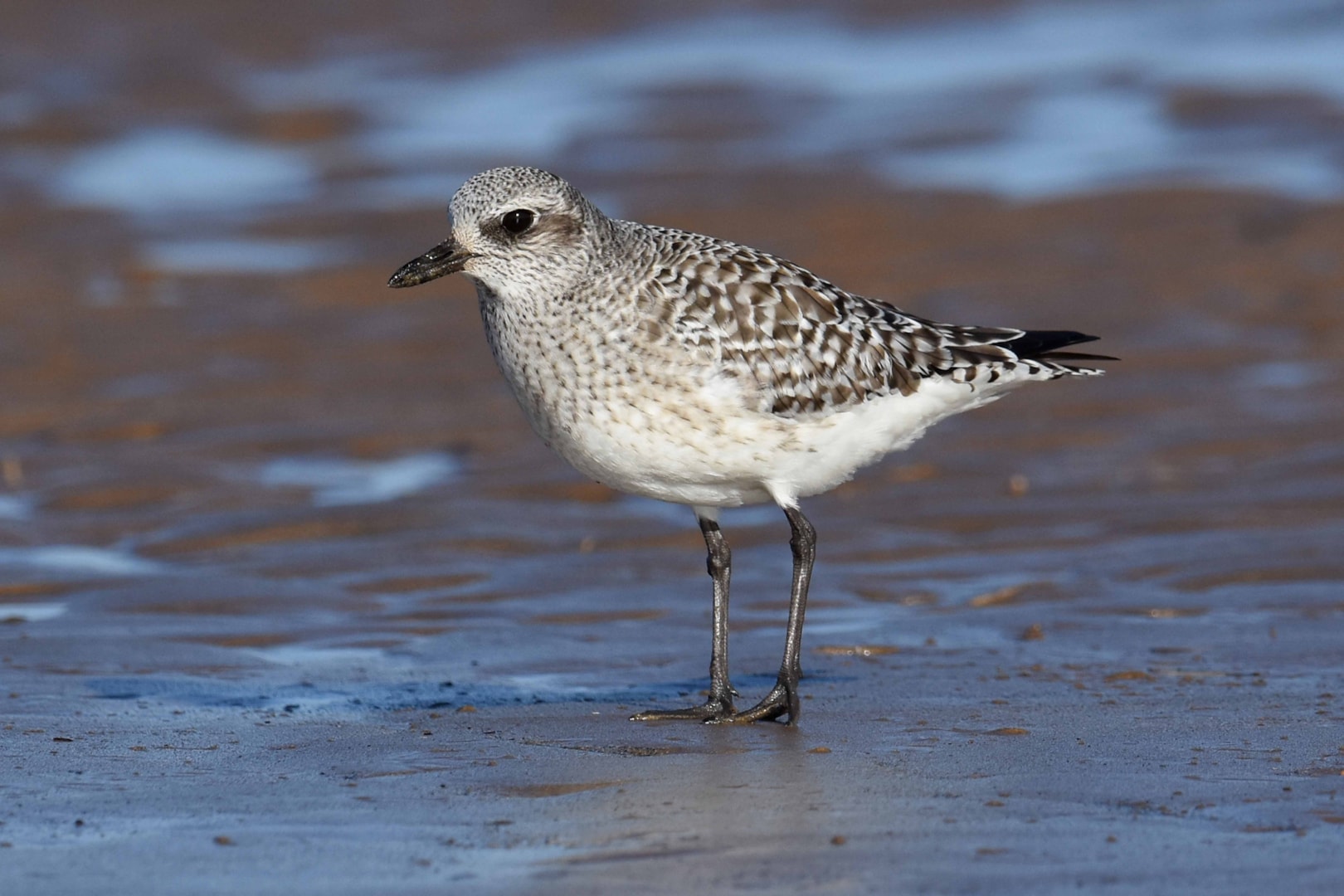 Grey Plover by Nick Appleton - BirdGuides