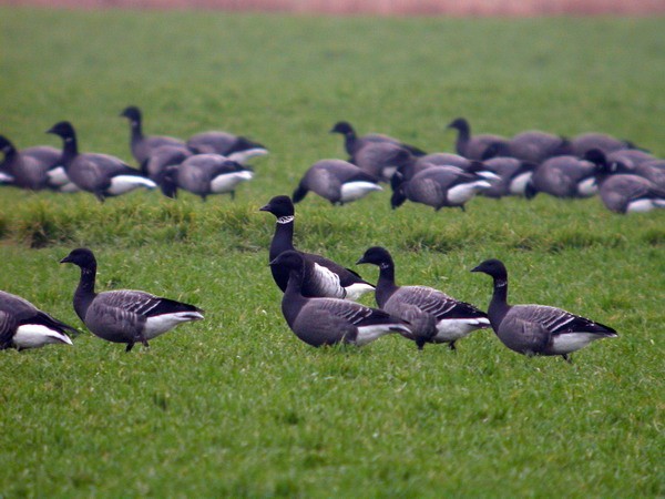 Details : Black Brant - BirdGuides