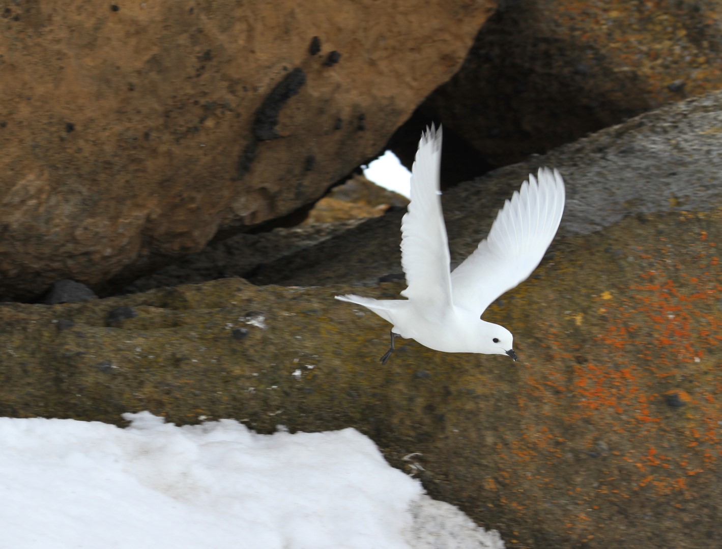 Details : Snow Petrel - BirdGuides