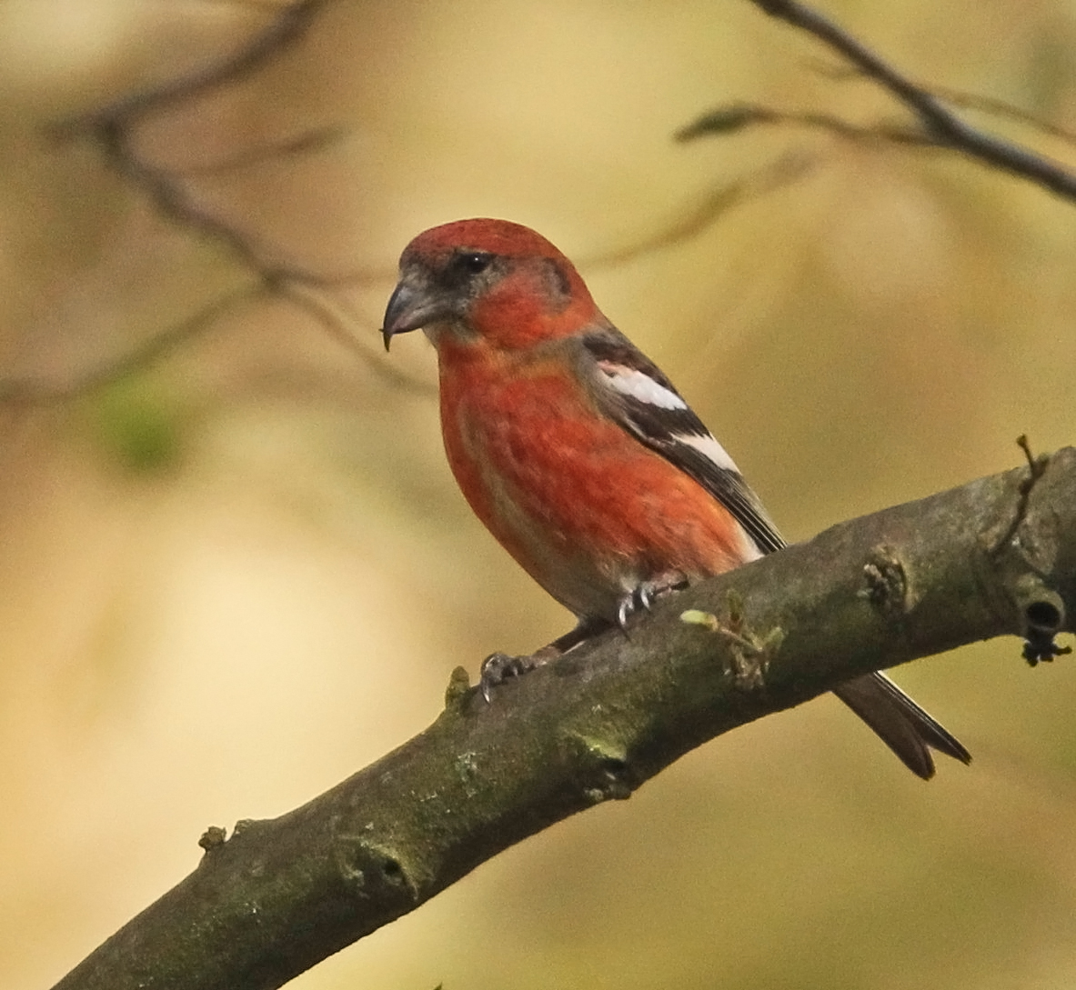 Details : Two-barred Crossbill - BirdGuides