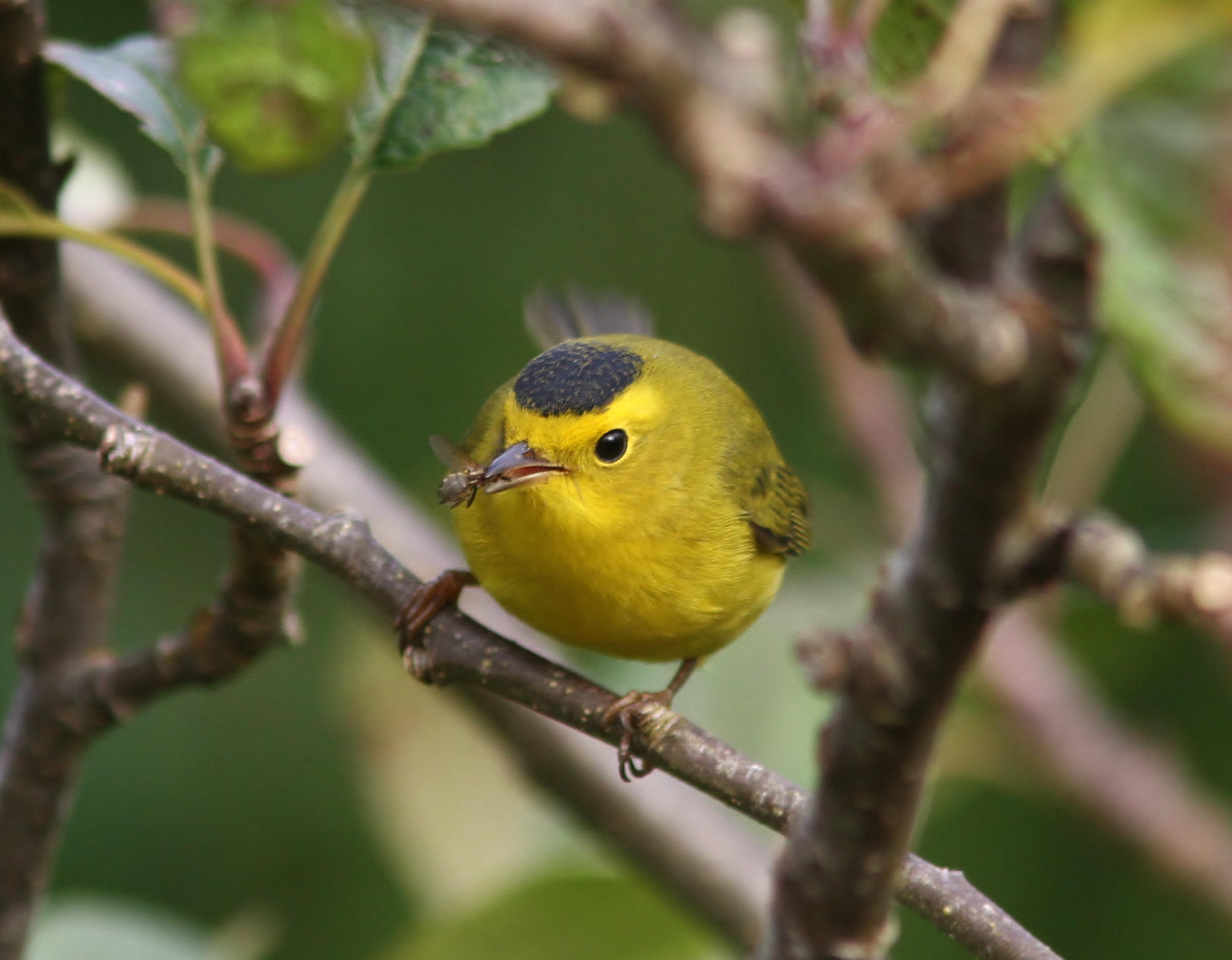 British Birds: Rarity records fall but British list continues to grow ...