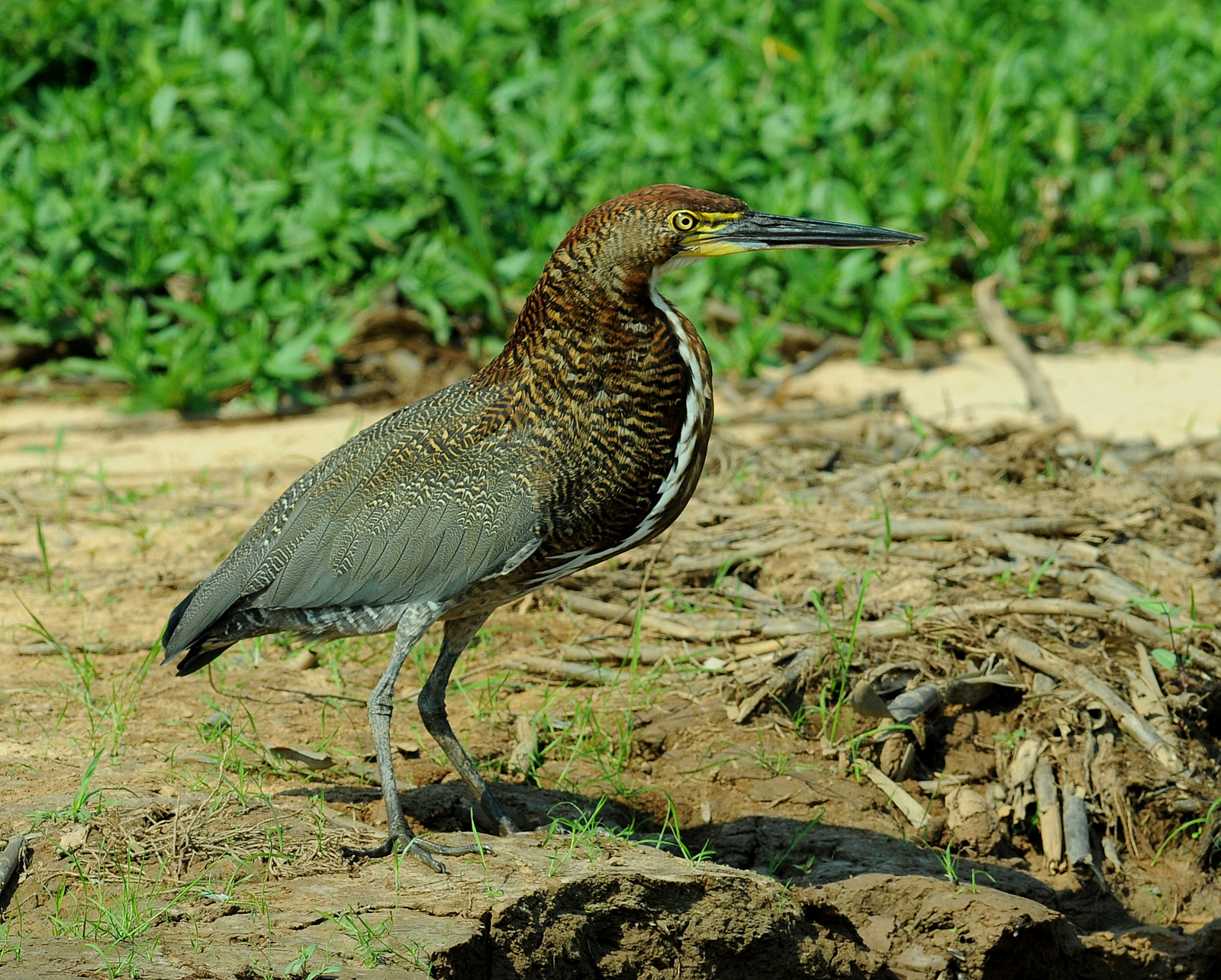 Details : Rufescent Tiger Heron - BirdGuides