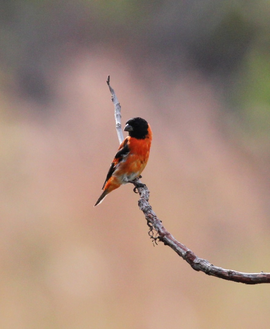Red Siskin by Phil Ellis - BirdGuides