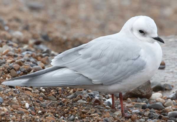 Details : Ross's Gull - BirdGuides