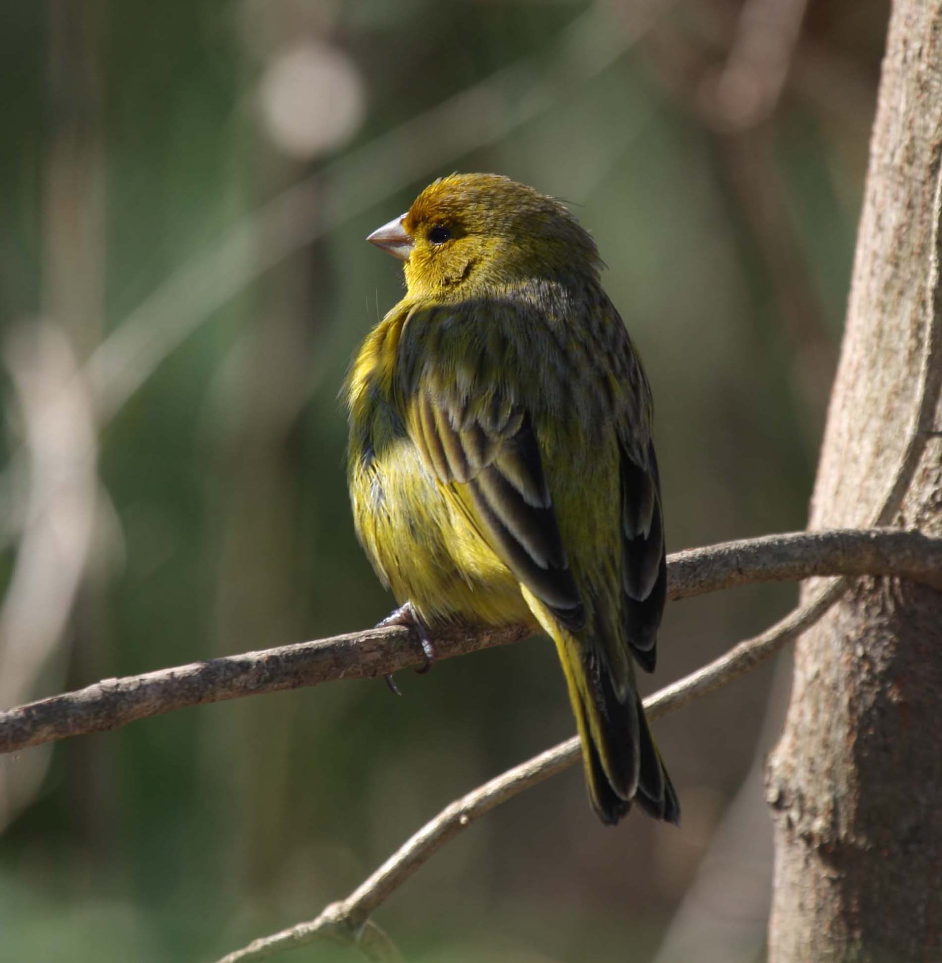 Details : Grassland Yellow Finch - BirdGuides