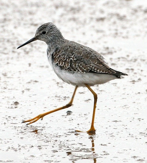 Details : Lesser Yellowlegs - BirdGuides