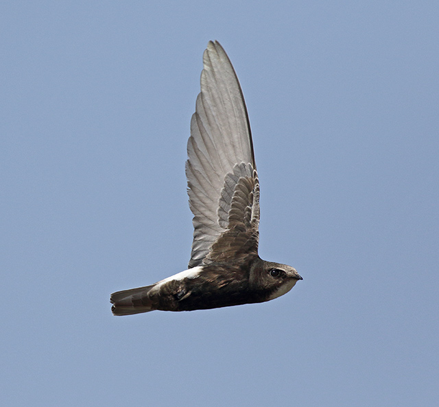 Details : Little Swift - BirdGuides