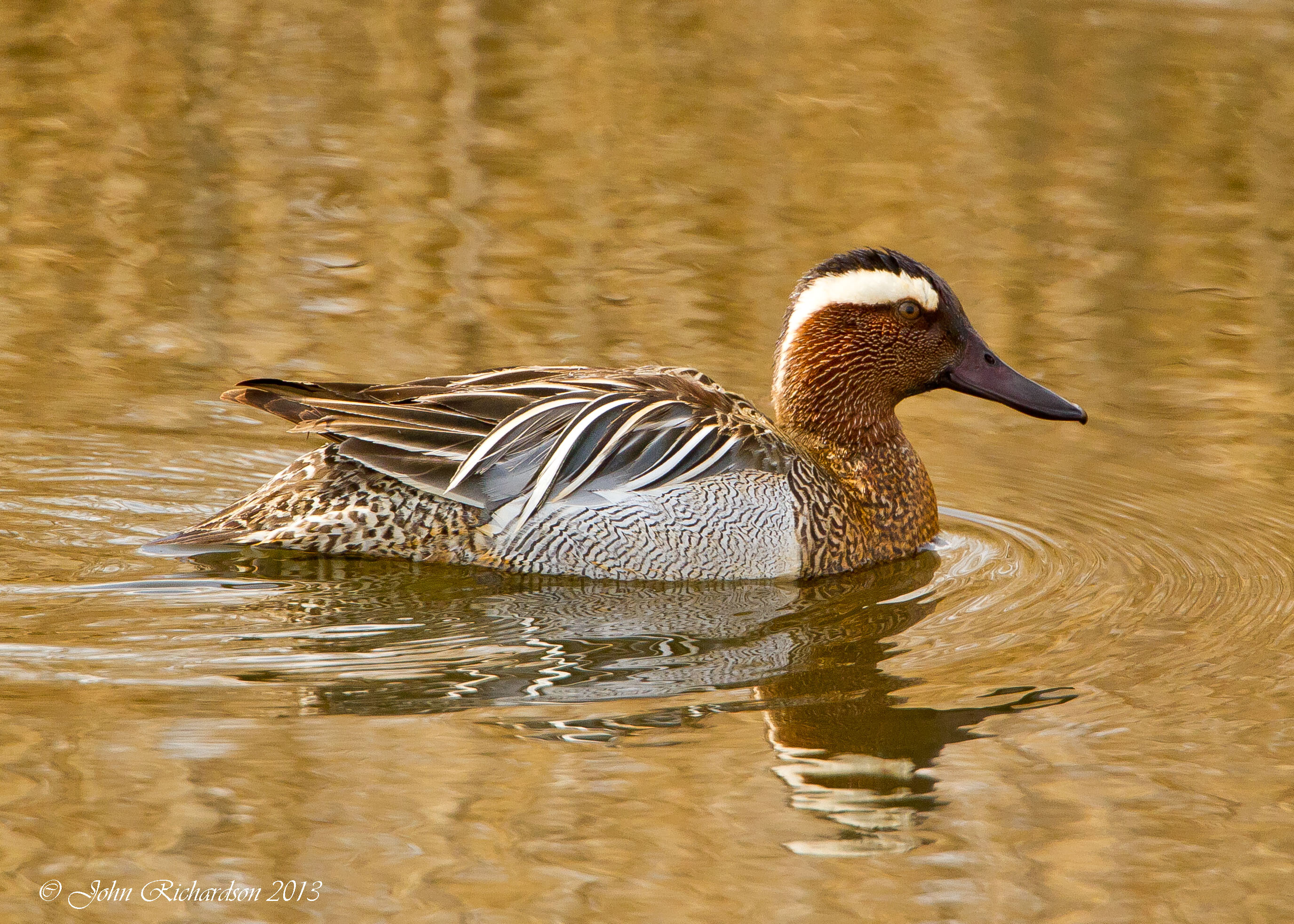 Details : Garganey - BirdGuides