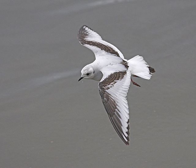 Details : Ross's Gull - BirdGuides