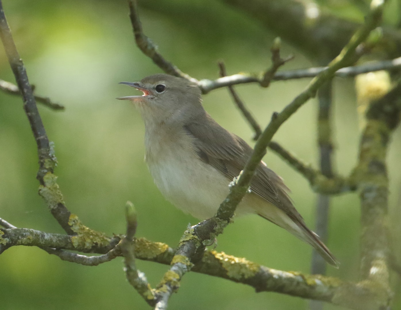 Garden Warbler by Jon Mercer - BirdGuides