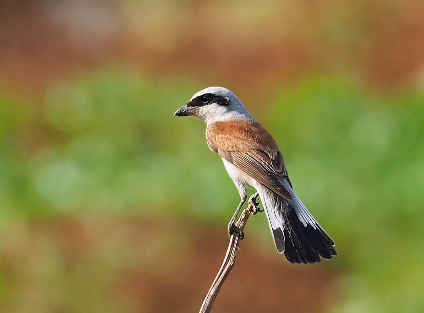 Red-backed Shrike by Duha - BirdGuides