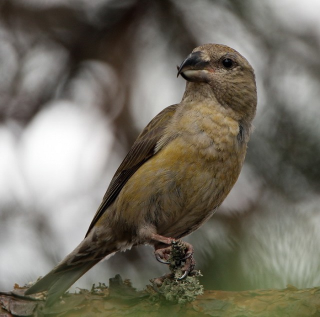 Details : Scottish Crossbill - BirdGuides