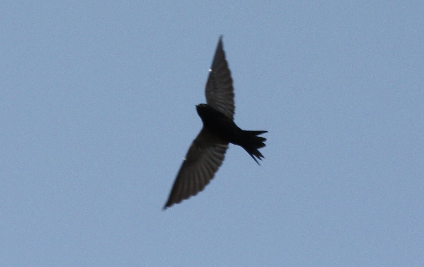 Details : Black Saw-wing - BirdGuides