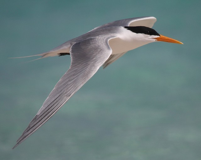 Details : Lesser Crested Tern - BirdGuides