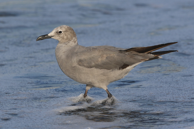 Details : Grey Gull - BirdGuides