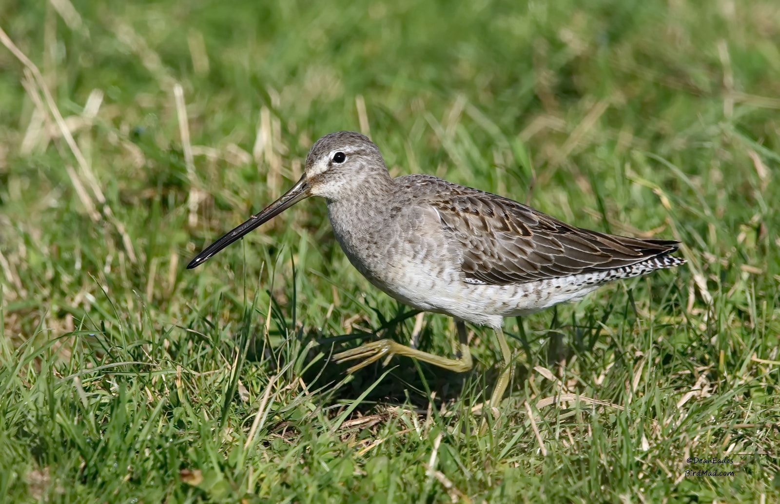 Long-billed Dowitcher by Dean Eades - BirdGuides