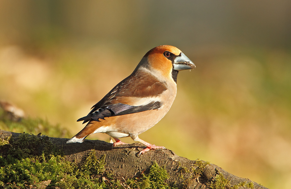 Chernobyl's birds adapting to radiation - BirdGuides