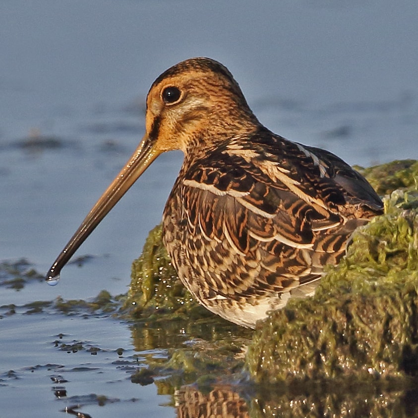 Common Snipe by Heiko Peters - BirdGuides