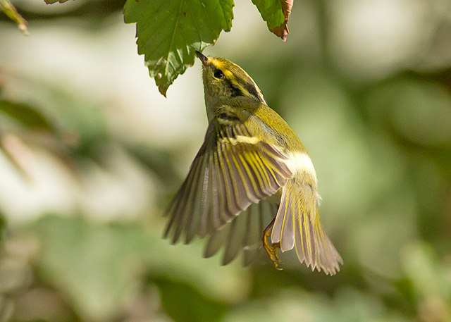 Details : Pallas's Warbler - BirdGuides