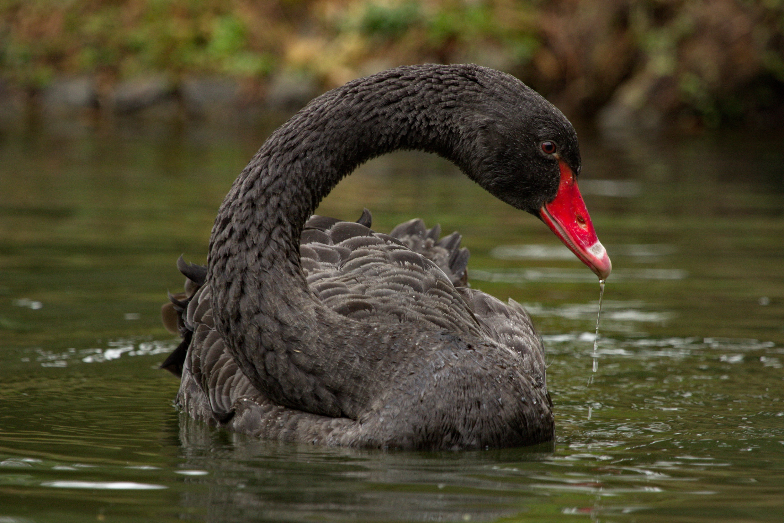 Details : Black Swan - BirdGuides