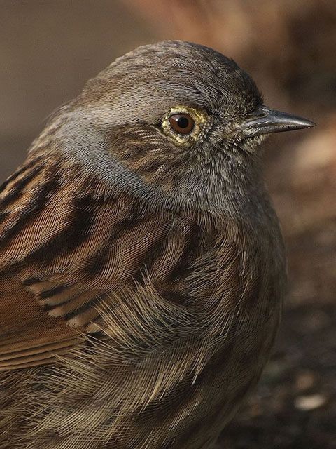 Focus On: The Dunnock: More Interesting Than You Think! - BirdGuides