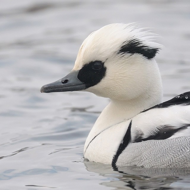 Details : Smew - BirdGuides
