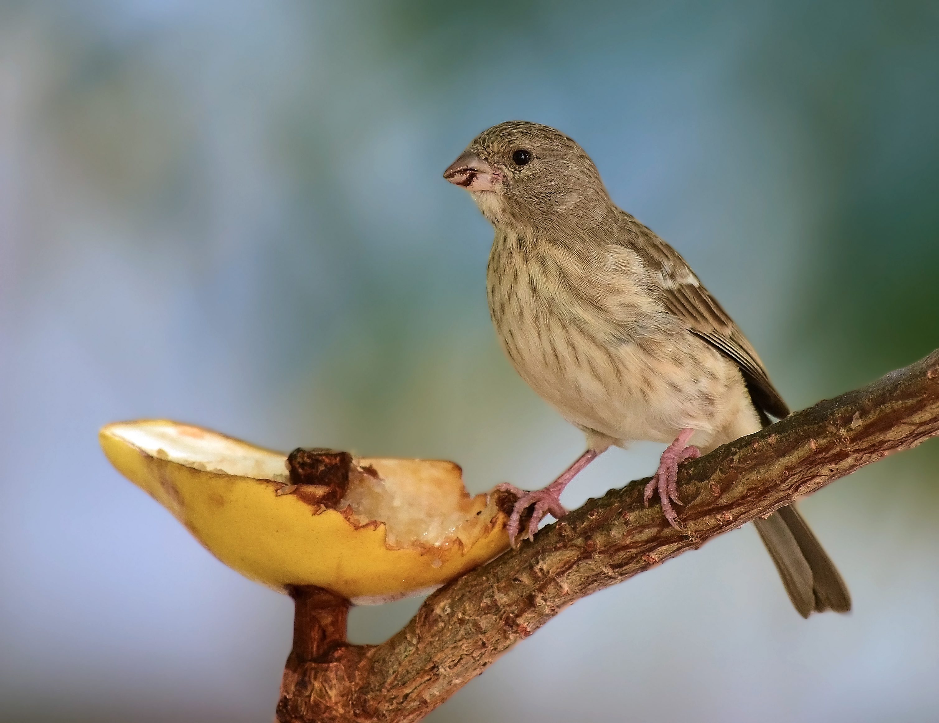 Details : Arabian Serin - BirdGuides