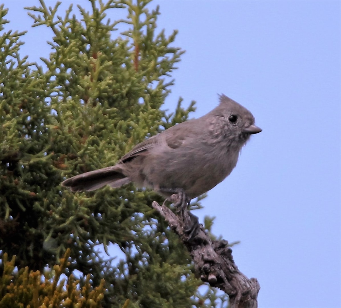 Juniper Titmouse by Phil Ellis - BirdGuides