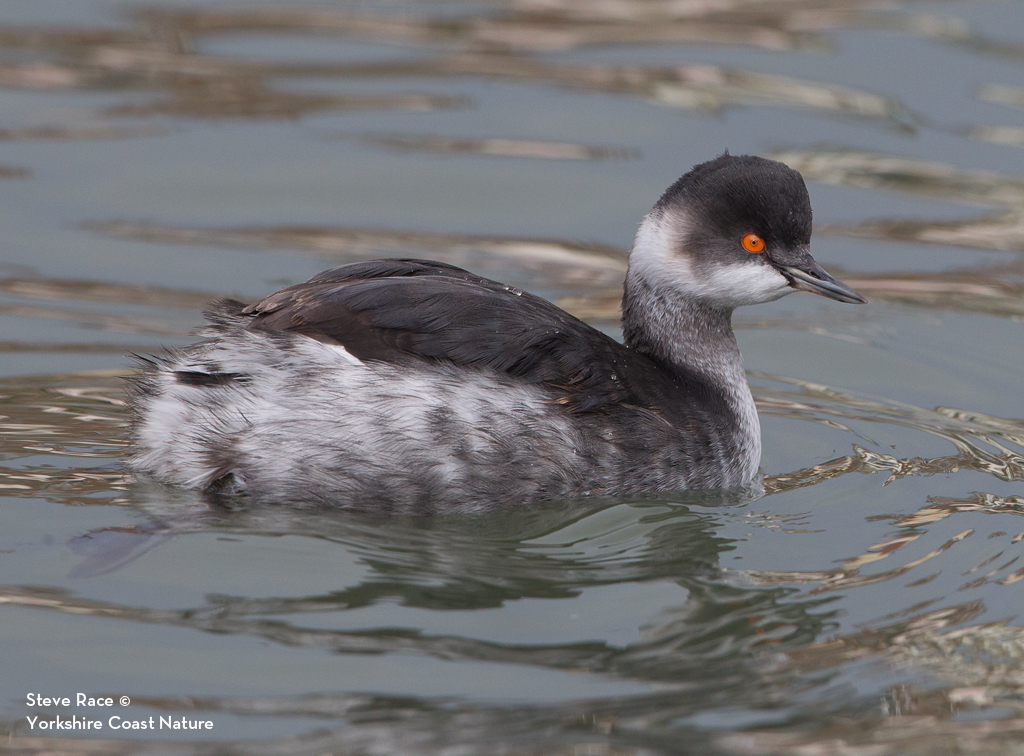 Details : Black-necked Grebe - BirdGuides