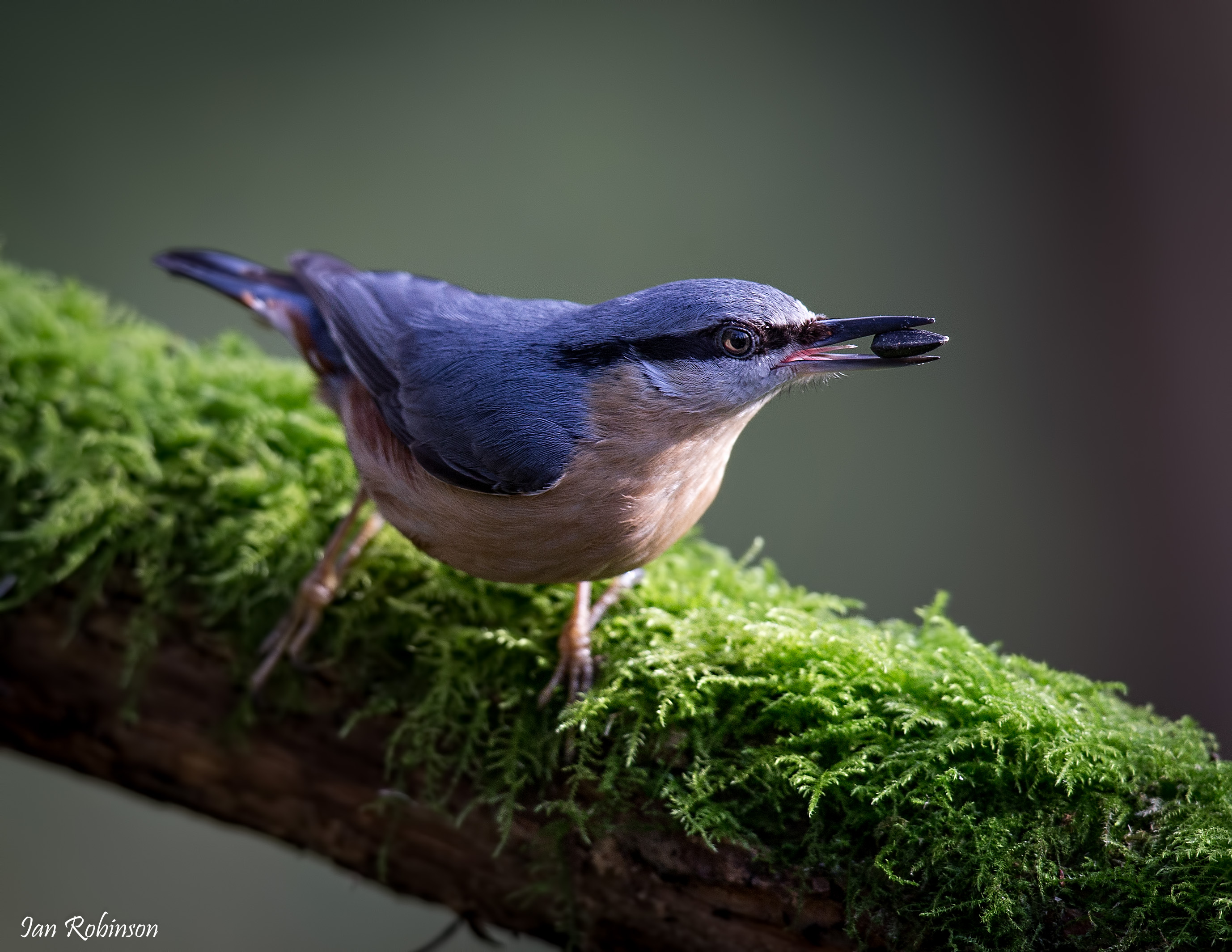 Details : Eurasian Nuthatch - BirdGuides