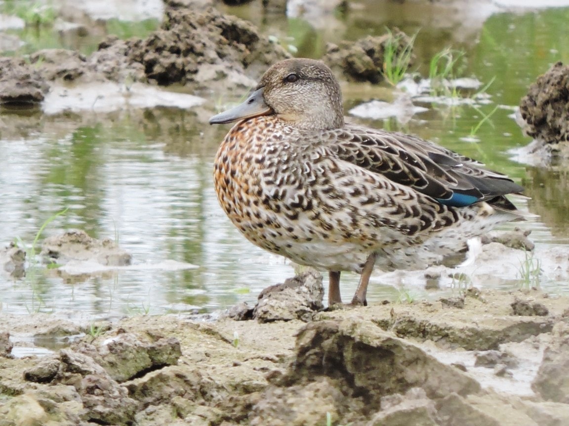 Eurasian Teal by Bill Plumb - BirdGuides
