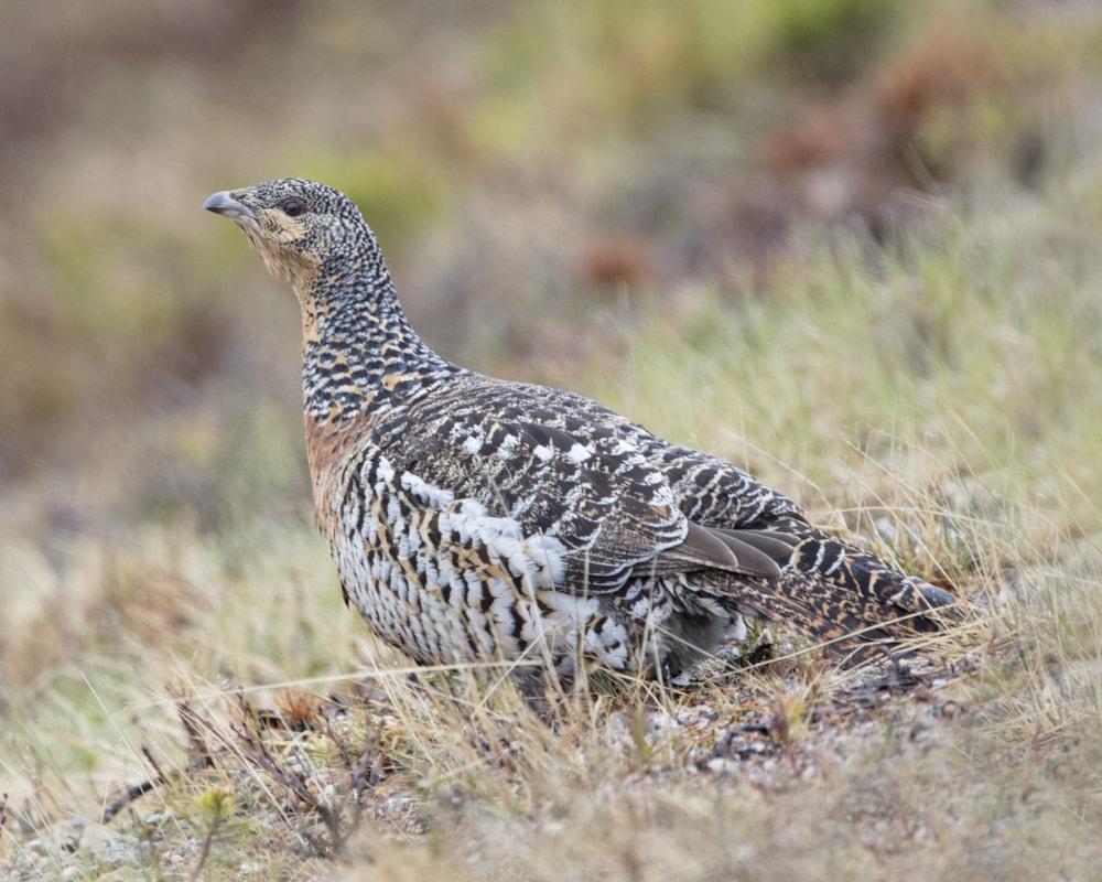 Lottery win for Capercaillie - BirdGuides