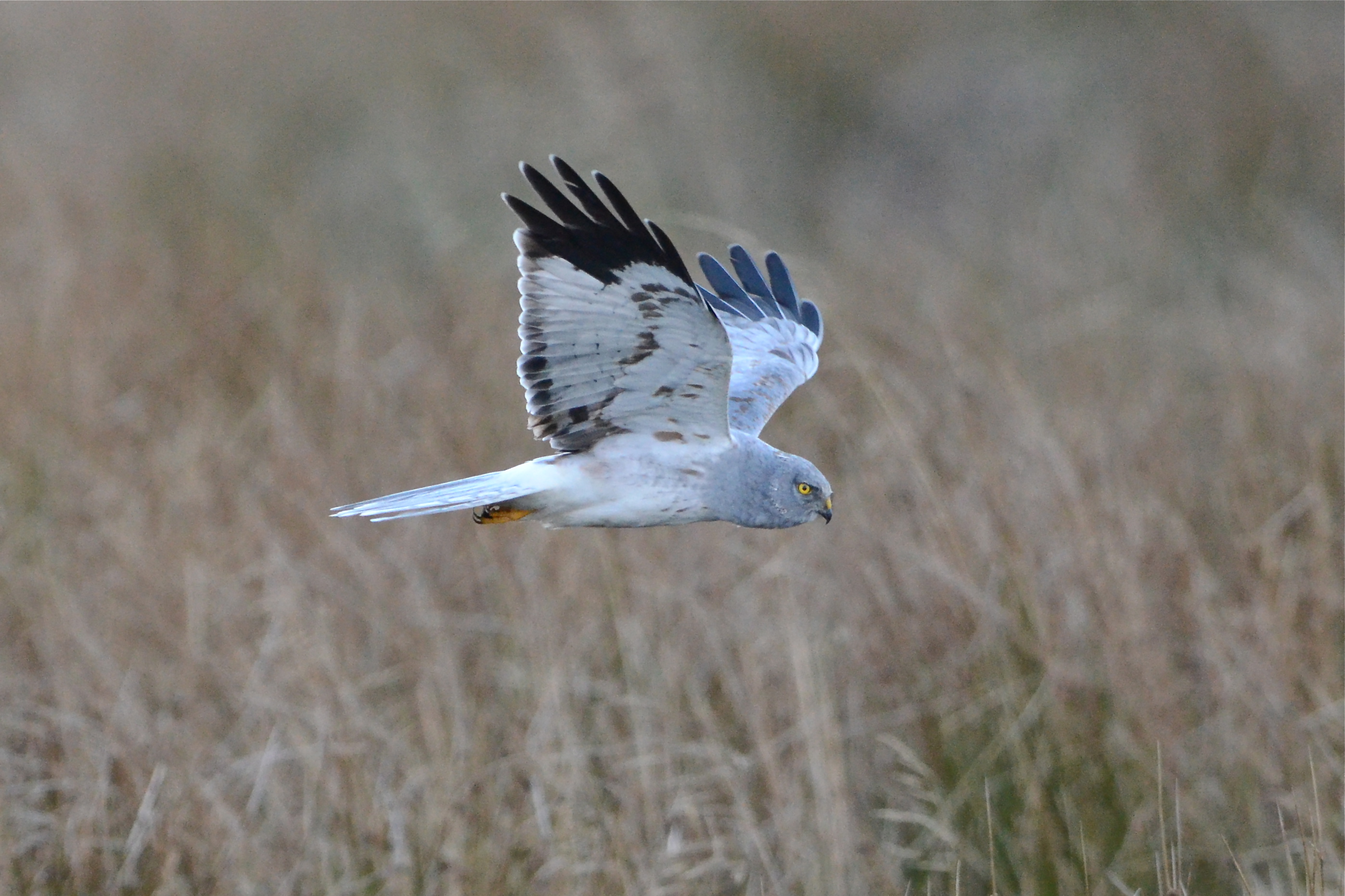 Hen Harrier reaches the brink of extinction in England - BirdGuides