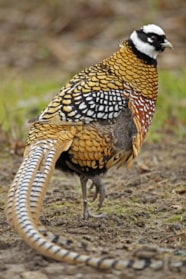 Pheasant Species Types Of Pheasants Pictures 1st Wave Pheasant Species Types Of Pheasants Pictures 1st Wave