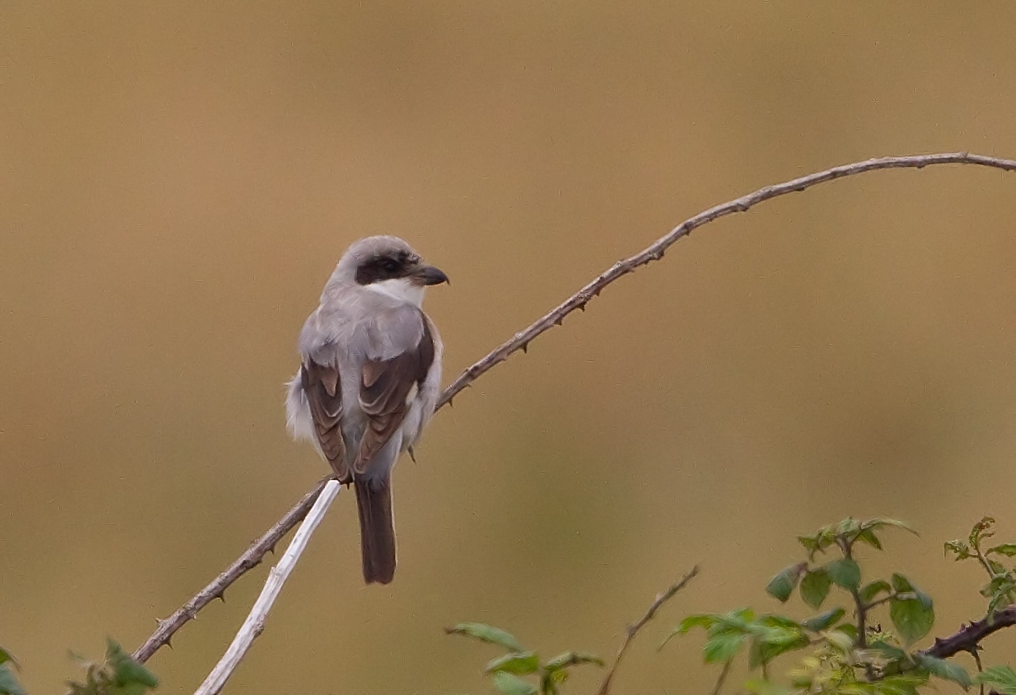 Lesser Grey Shrike by Nick Brown - BirdGuides